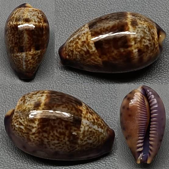 shellauction.net :: Contradusta walkeri surababajensis - 3641753