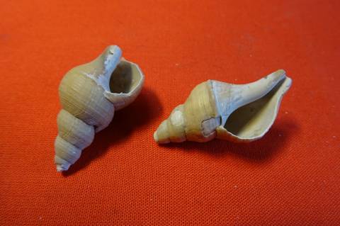 shellauction.net :: Neptunea sp. - 3641837