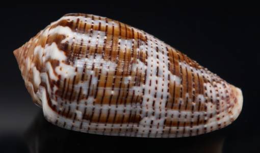 shellauction.net :: Conus achatinus - 3641933