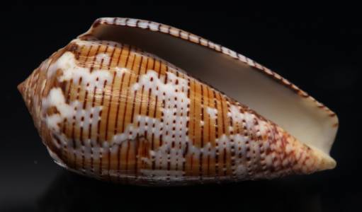 shellauction.net :: Conus achatinus - 3641933