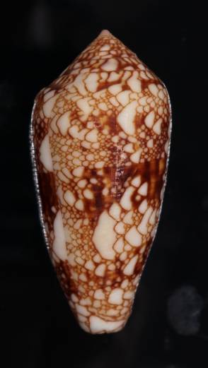shellauction.net :: Conus canonicus sp. - 3641949