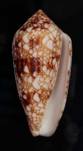 shellauction.net :: Conus canonicus sp. - 3641949
