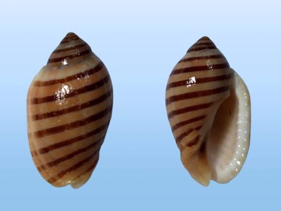 shellauction.net :: Vexilla vexillum - 3641975