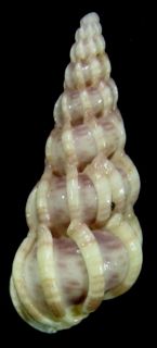 shellauction.net :: Epitonium cf clathrum - 3642081