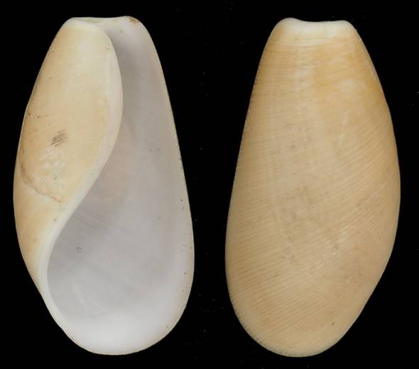 shellauction.net :: Scaphander lignarius f. hidalgoi - 3642136