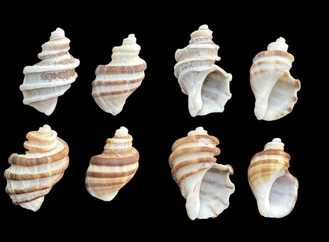 shellauction.net :: Trochia cingulata - 3642162