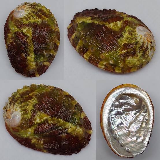 shellauction.net :: Haliotis planata - 3642290