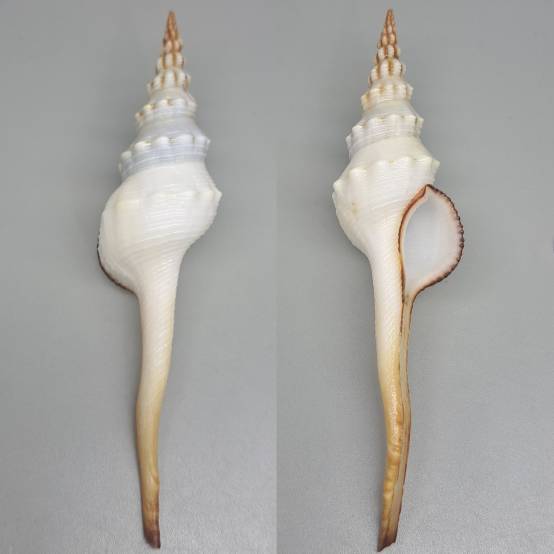 shellauction.net :: Fusinus forceps - 3642675