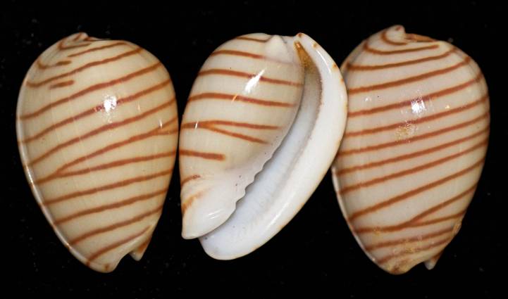 shellauction.net :: Persicula cingulata - 3642797