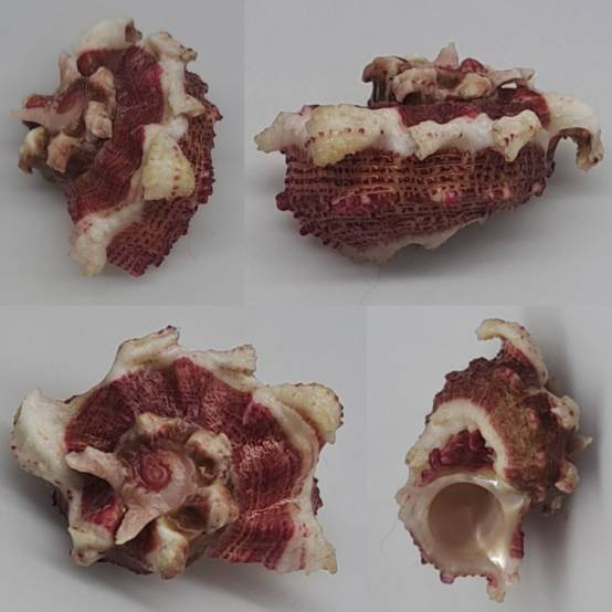 shellauction.net :: Angaria formosa - 3642804