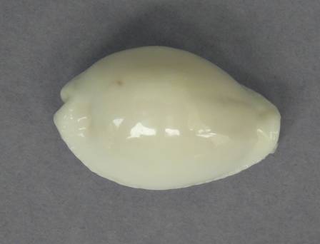 shellauction.net :: Naria eburnea - 3642941