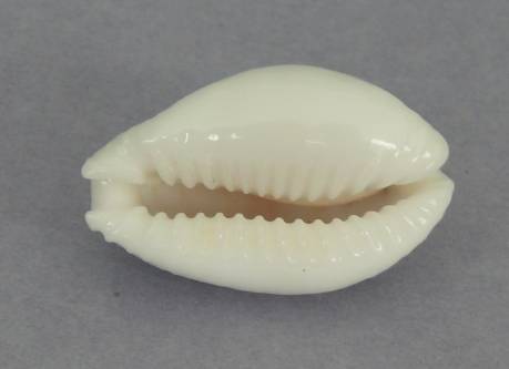 shellauction.net :: Naria eburnea - 3642941