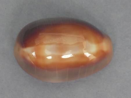 shellauction.net :: Lyncina ventriculus - 3642980