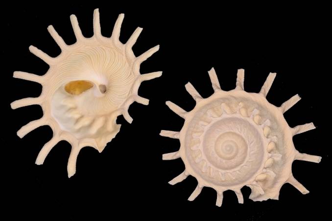 shellauction.net :: Stellaria solaris - 3642991