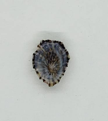 shellauction.net :: Scurria plana - 3643085