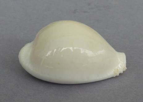 shellauction.net :: Naria eburnea - 3643113