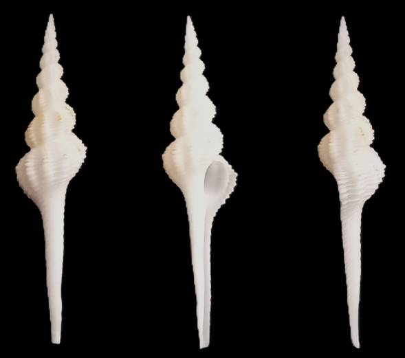 shellauction.net :: Fusinus forceps - 3643125