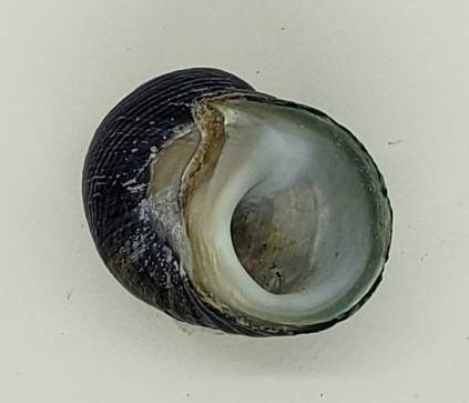 shellauction.net :: Diloma nigerrimum - 3643126