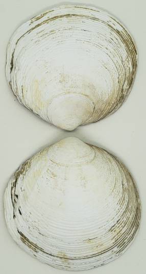 shellauction.net :: Semele solida - 3643130