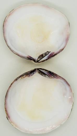 shellauction.net :: Semele solida - 3643130