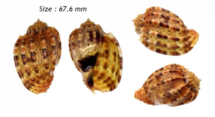 shellauction.net :: Harpa kajiyamai - 3643152