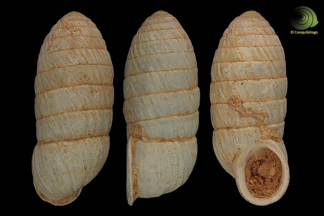 shellauction.net :: Cerion sp. - 3643188