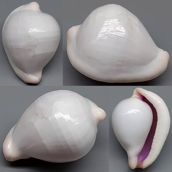 shellauction.net :: Ovula costellata - 3643189