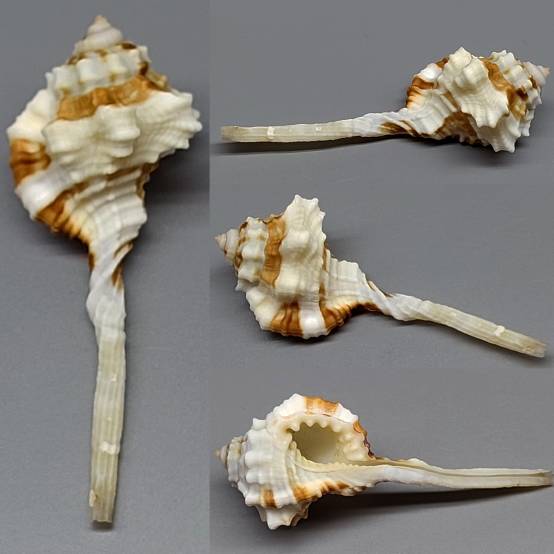 shellauction.net :: Ranularia exilis - 3643190