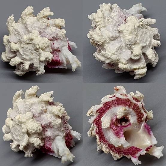 shellauction.net :: Angaria formosa - 3643214