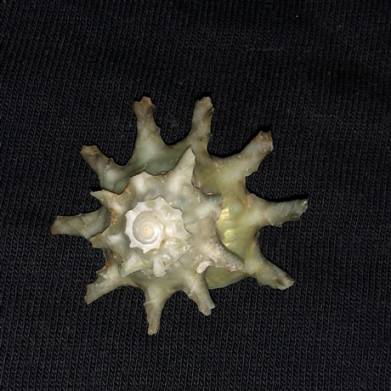 shellauction.net :: Astralium calcar - 3643230