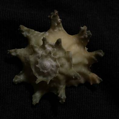 shellauction.net :: Astralium calcar - 3643231