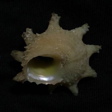 shellauction.net :: Astralium calcar - 3643231