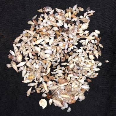 shellauction.net :: Tiny shells - 3643233