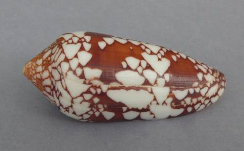 shellauction.net :: Conus episcopatus - 3643258