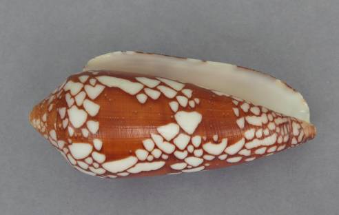 shellauction.net :: Conus episcopatus - 3643258