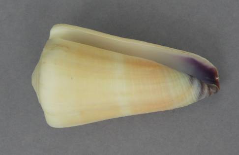 shellauction.net :: Conus emaciatus - 3643282