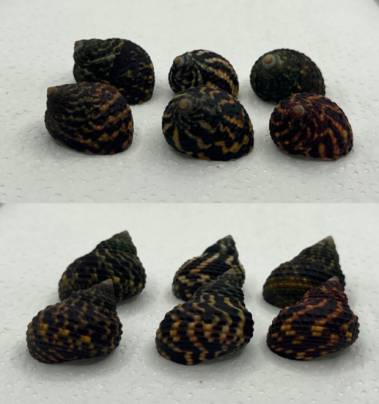 shellauction.net :: Monodonta labio - 3643286