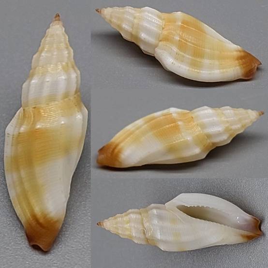 shellauction.net :: Eucithara sp. - 3643313