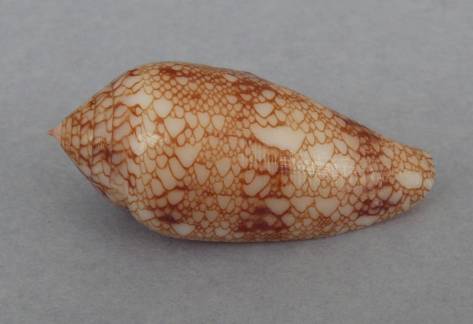 shellauction.net :: Conus canonicus - 3643318