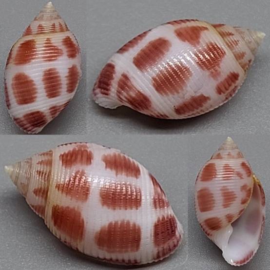 shellauction.net :: Acteon variegatus - 3643370