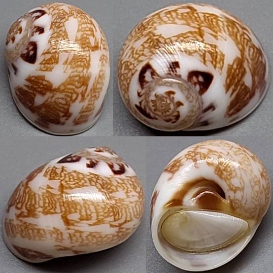 shellauction.net :: Natica sp. - 3643406