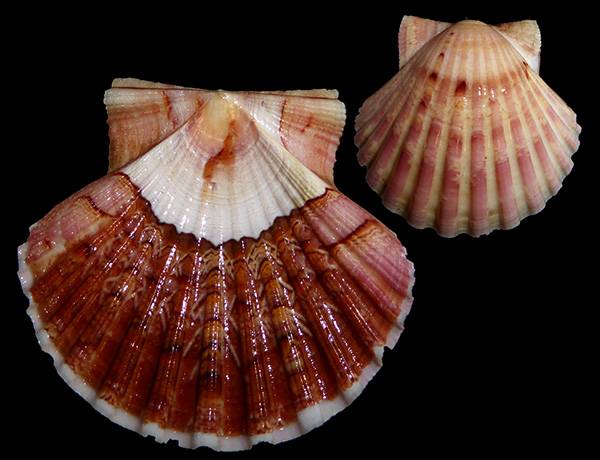 shellauction.net :: Pecten maximus - 3643594