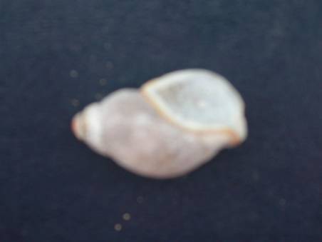 shellauction.net :: Liomesus ovum - 3643646