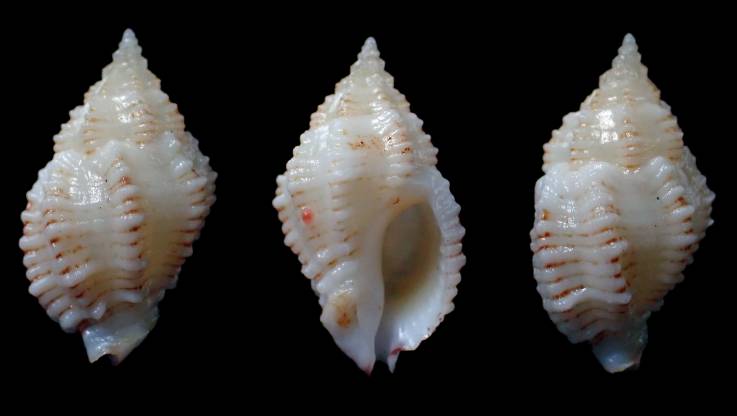 shellauction.net :: Orania sp. - 3643682