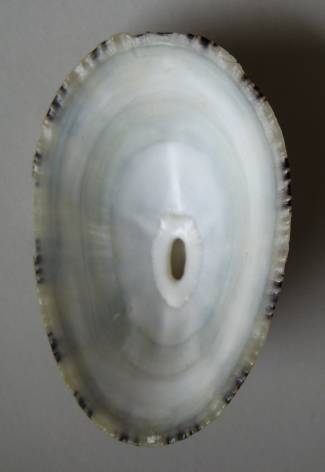 shellauction.net :: Fissurella radiosa - 3643715