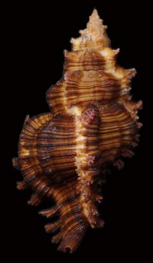 shellauction.net :: Chicoreus jessicae - 3643775