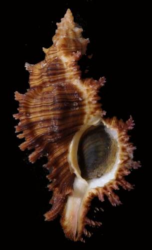 shellauction.net :: Chicoreus jessicae - 3643775