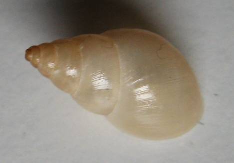 shellauction.net :: Rhinus rochai suturalis - 3643844