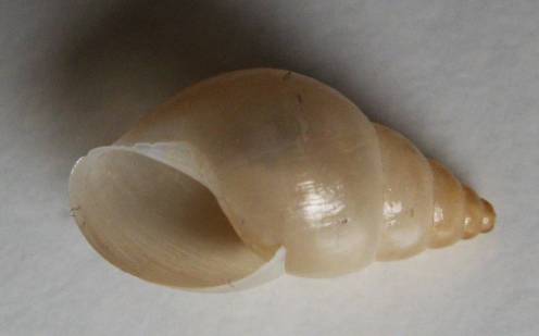 shellauction.net :: Rhinus rochai suturalis - 3643844