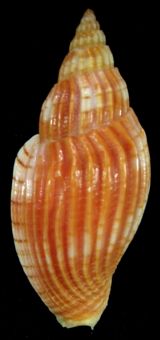 shellauction.net :: Lyria delessertiana - 3643865